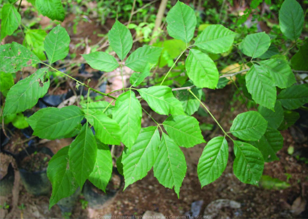 ต่อไส้ | thai-herbs.thdata.co